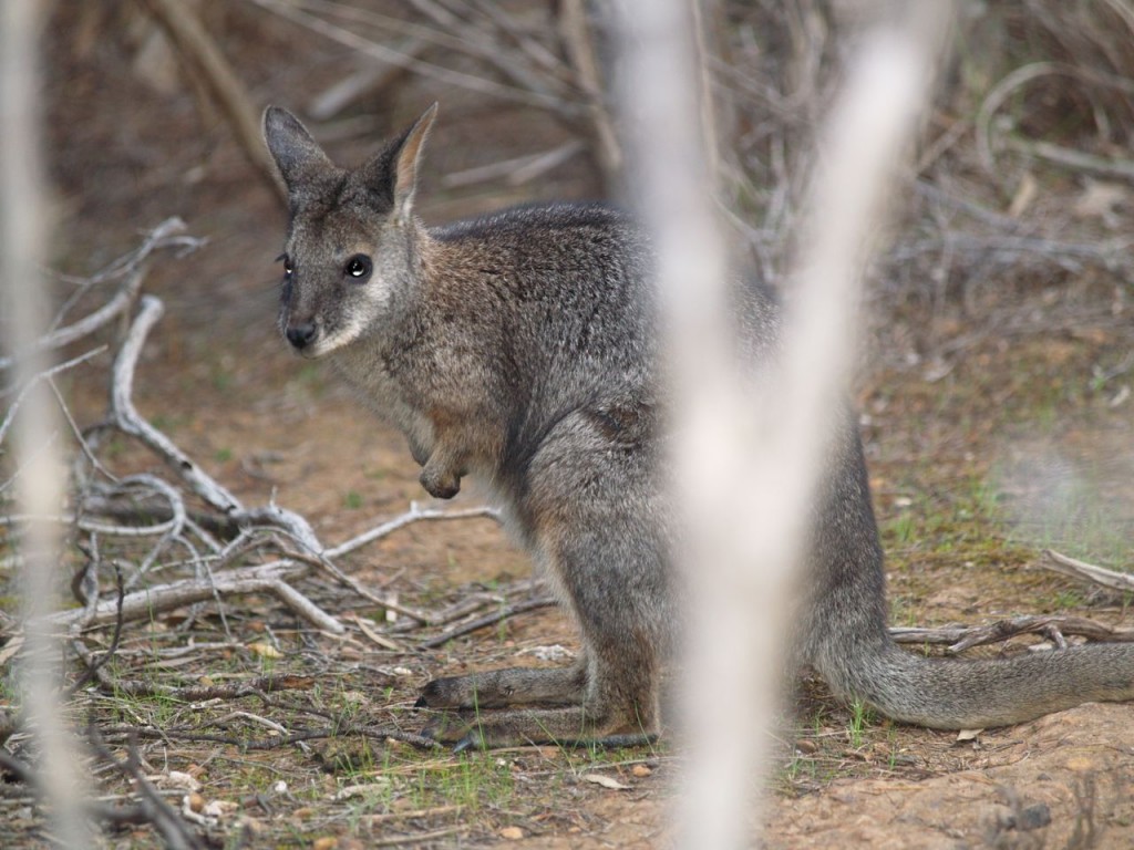 Tamar Wallaby – Geeky Girl Engineer