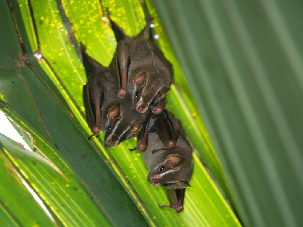 Thomas’s Fruit-eating Bats – Geeky Girl Engineer