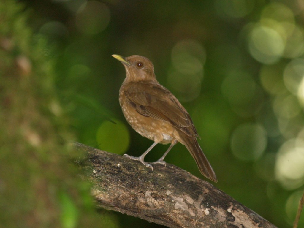 Clay-colored robin – Geeky Girl Engineer